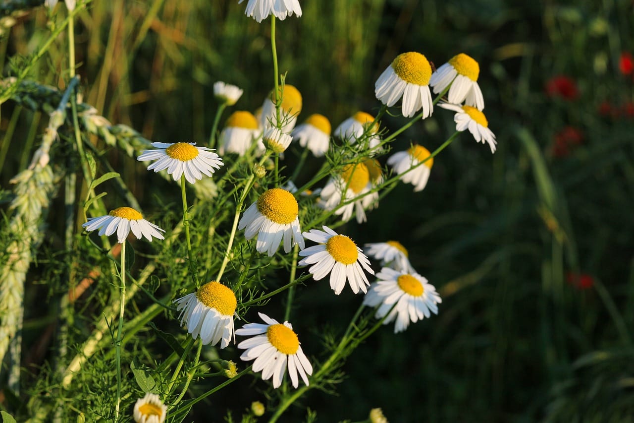 Growing Chamomile with your children - Terrachi Clay